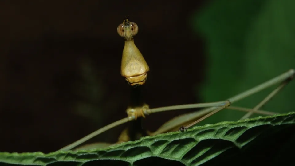 Un site de la plus haute biodiversité et habitat d'espèces endémiques ...